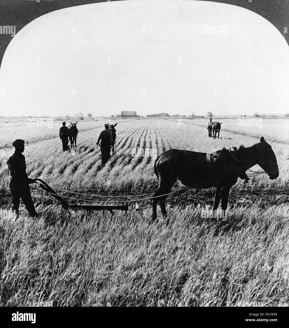 SOUTH CAROLINA: RICE, 1904. /nWorkers in a rice field in South Carolina ...