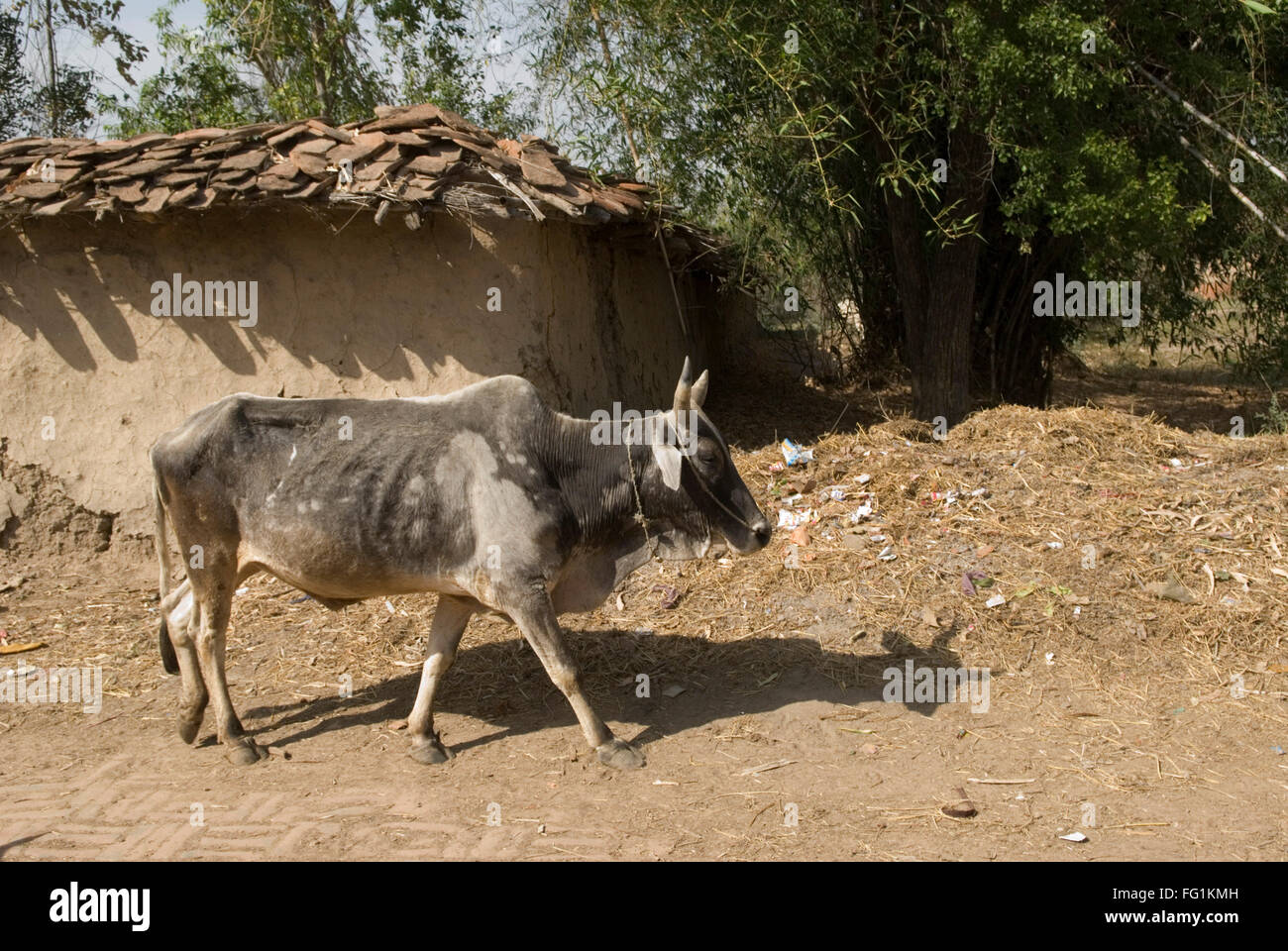 Traditional house and bullock at Banda , Uttar Pradesh , India Stock ...
