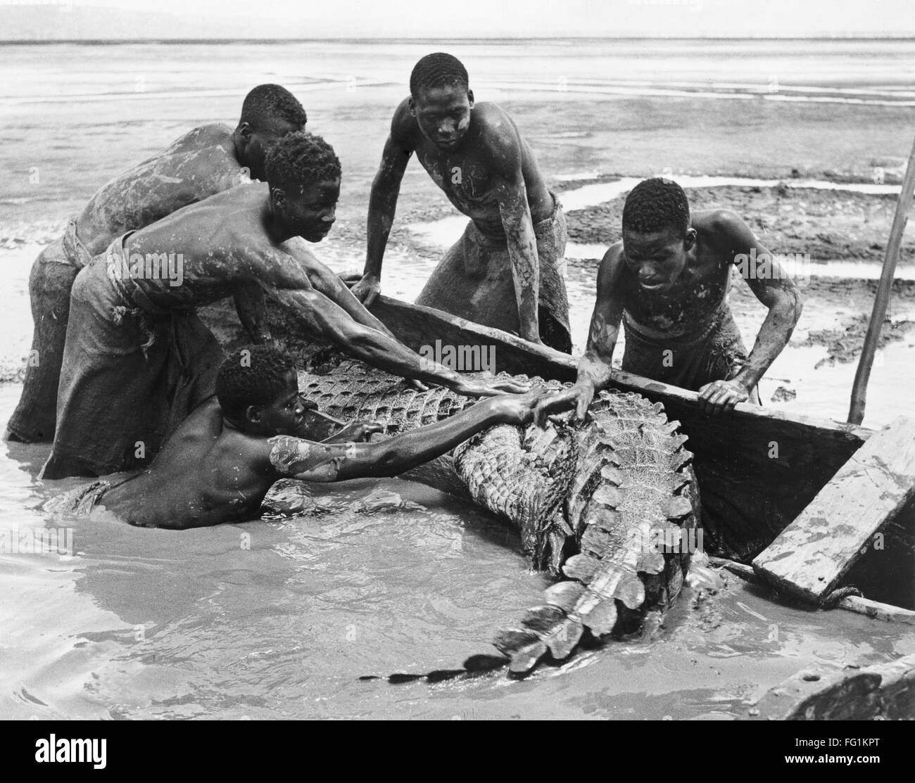 TANZANIA: HUNTING, c1963. /nA crocodile hunt on Lake Rukwa, in Tanzania ...