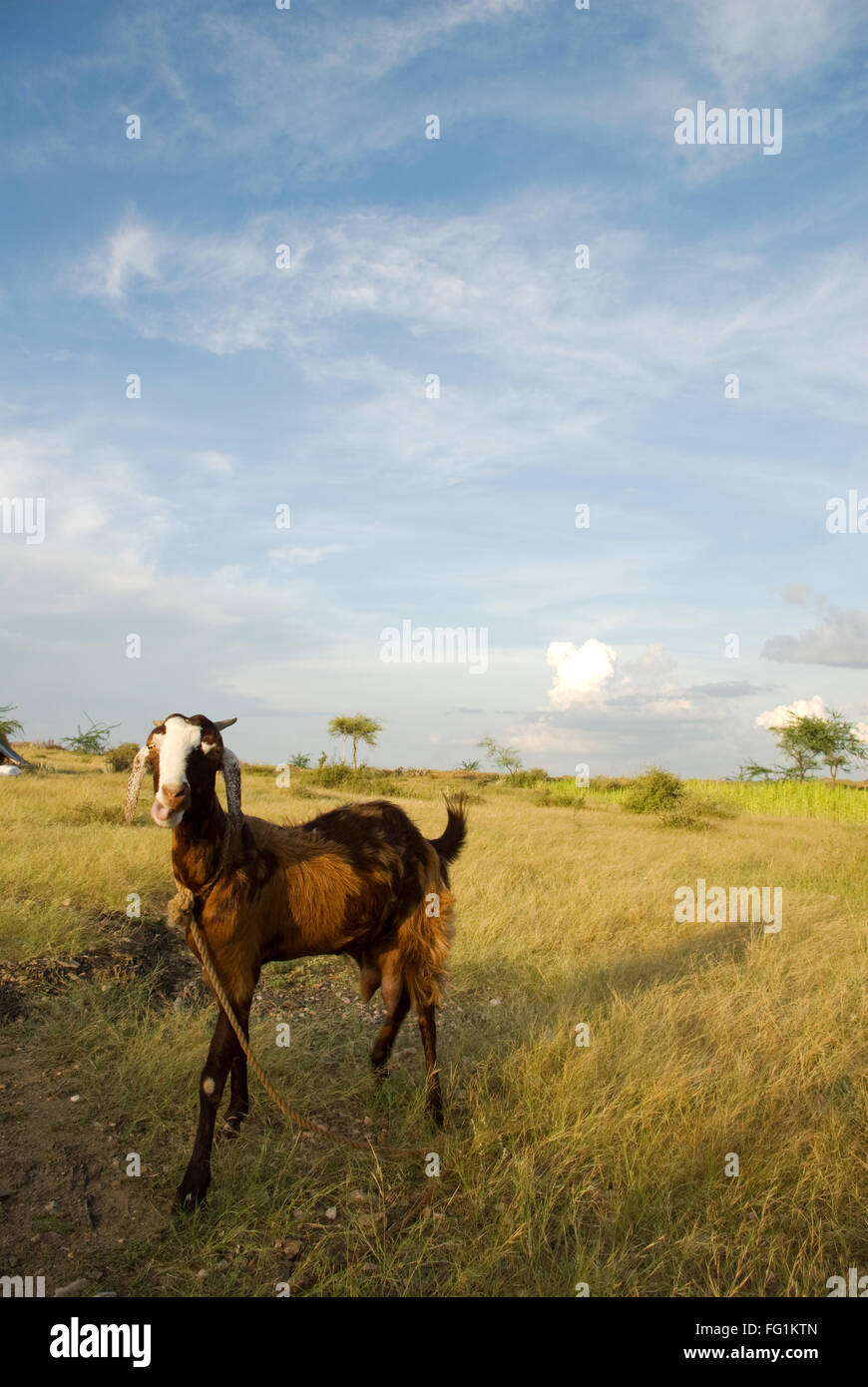 Landscape with goat ; Rajasthan ; India Stock Photo - Alamy
