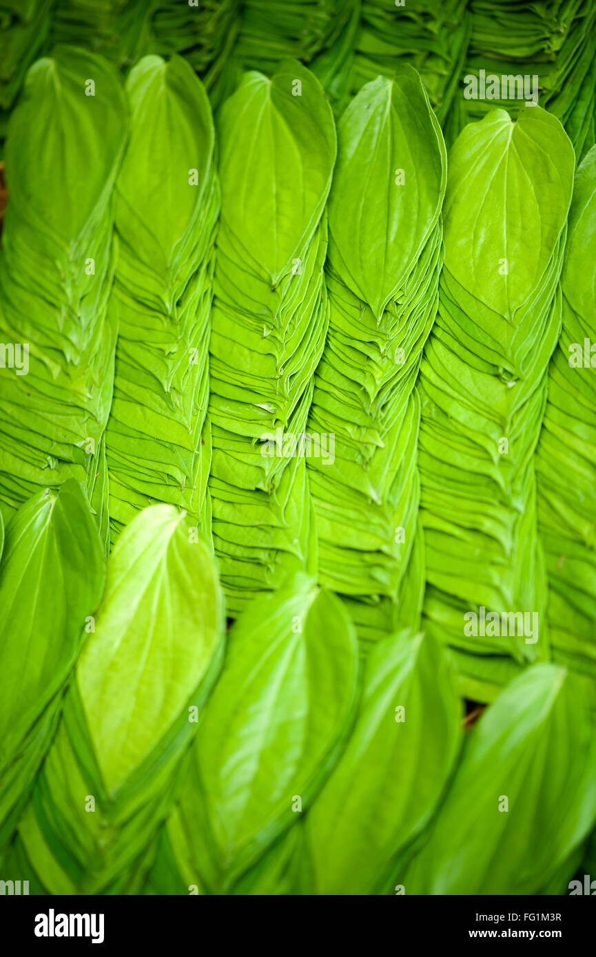 Betel leaves ; India Stock Photo - Alamy