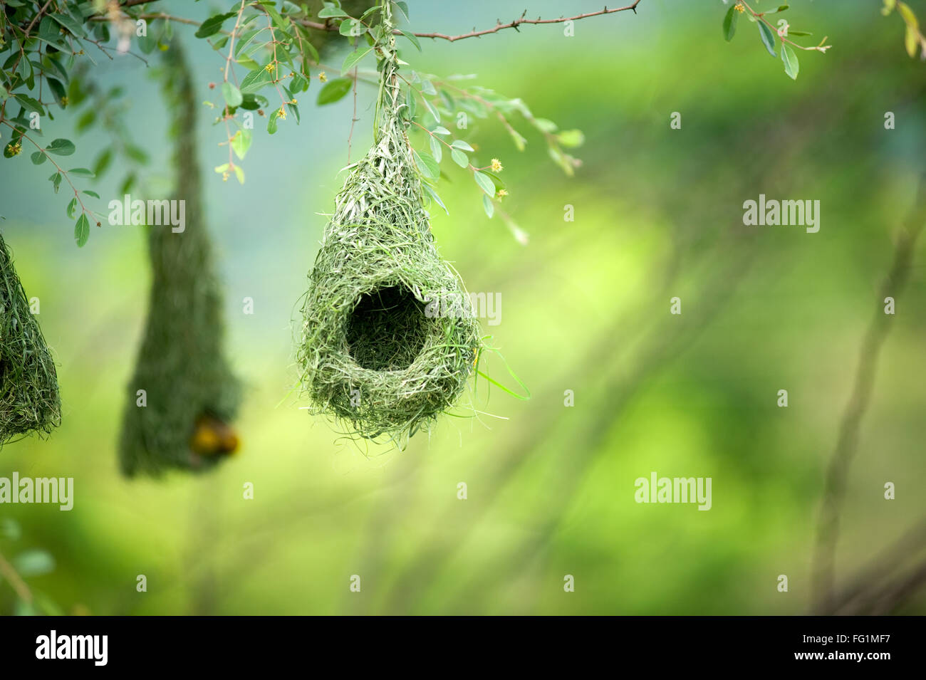 baya weaver nest indian birds wild life india Stock Photo - Alamy
