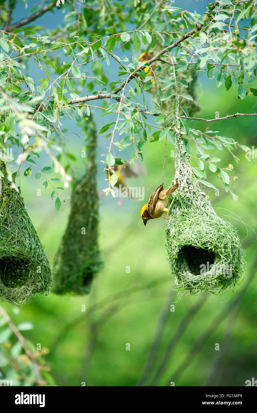baya weaver nest indian birds wild life india Stock Photo - Alamy