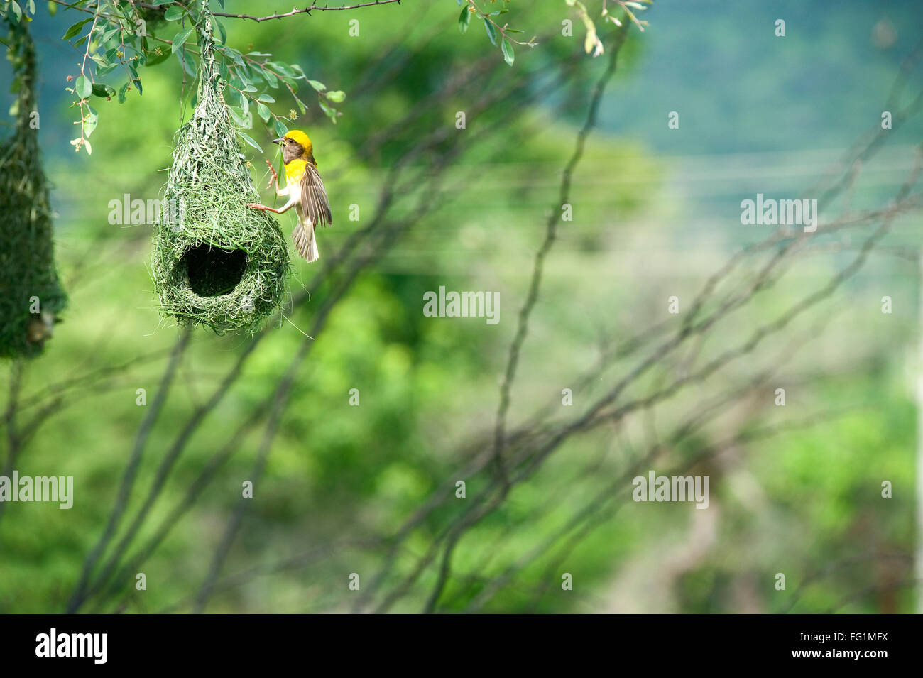 Hanging birds nest hi-res stock photography and images - Alamy