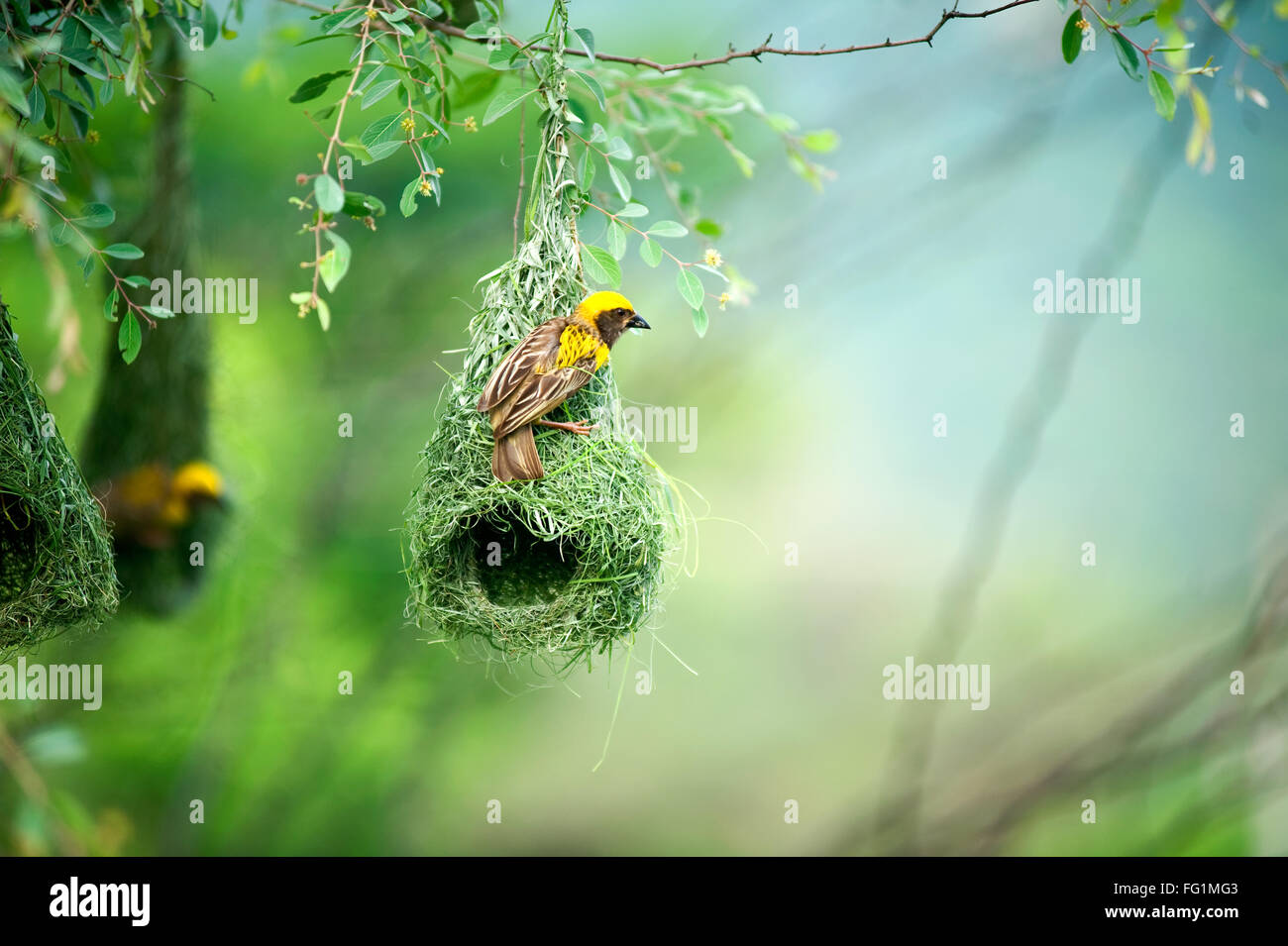 baya weaver nest indian birds wild life india Stock Photo - Alamy