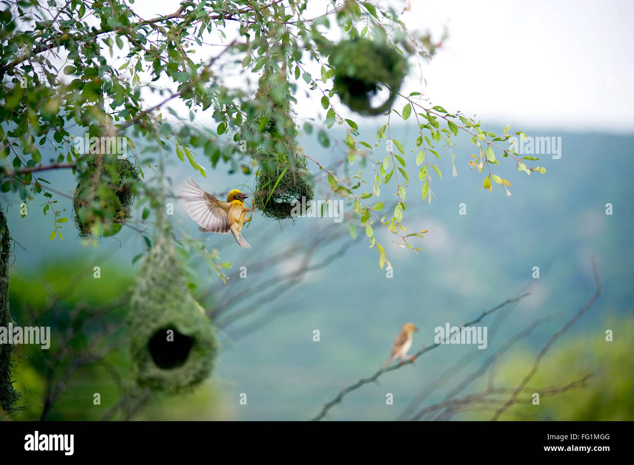 baya weaver nest indian birds wild life india Stock Photo - Alamy