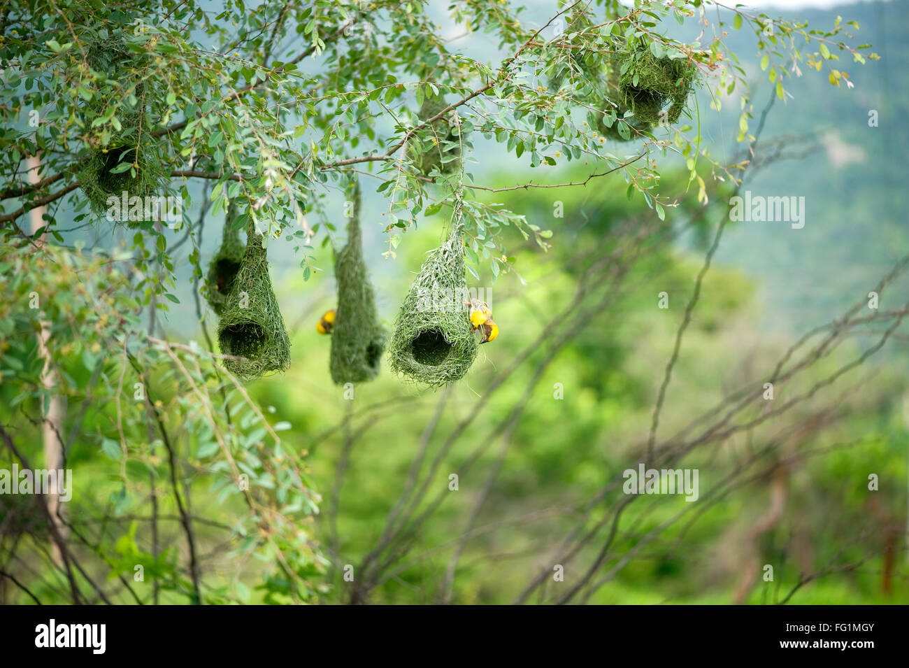 baya weaver bird weaverbird nest India Indian birds nests Stock Photo - Alamy