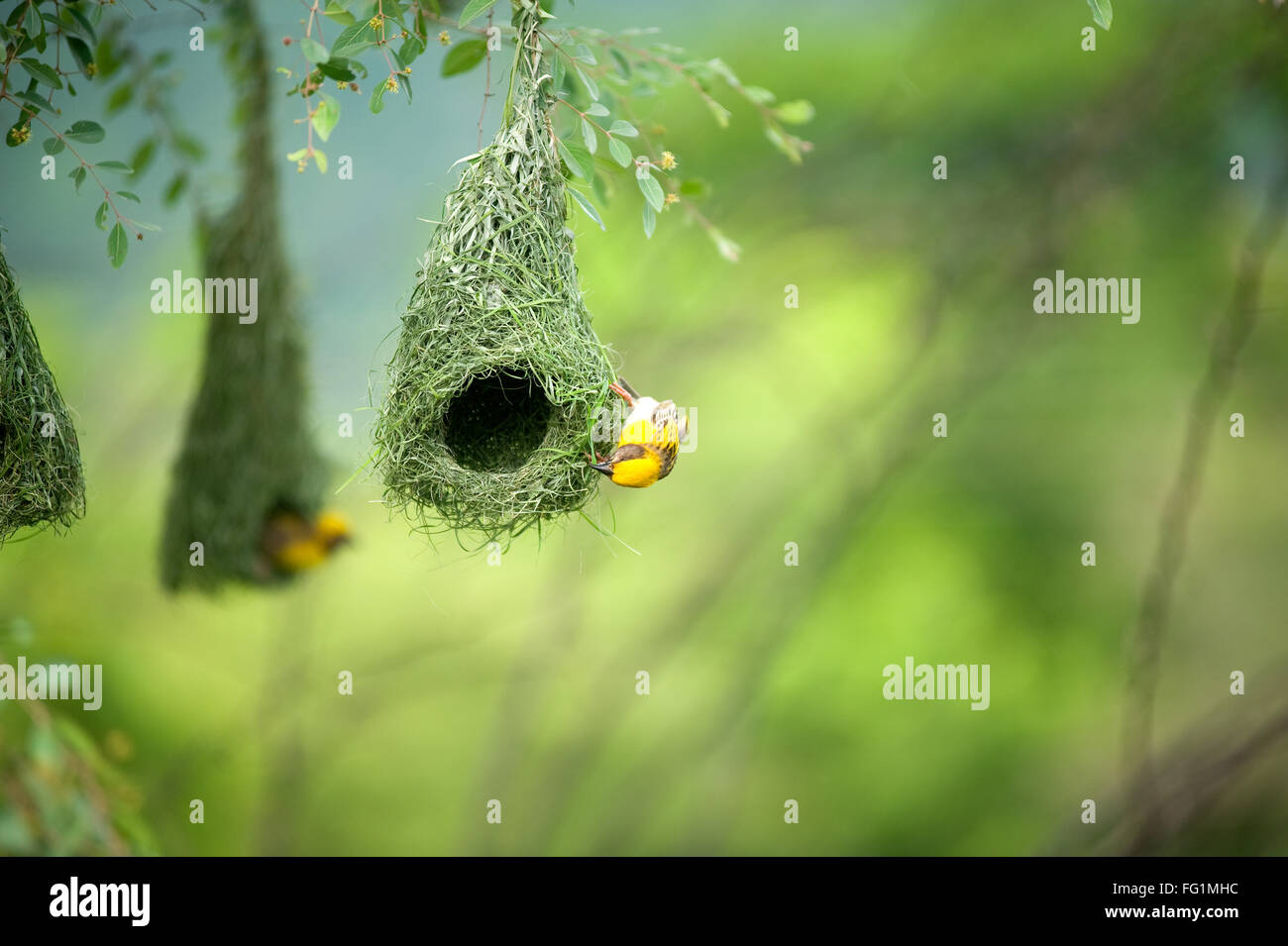 baya weaver nest indian birds wild life india Stock Photo - Alamy