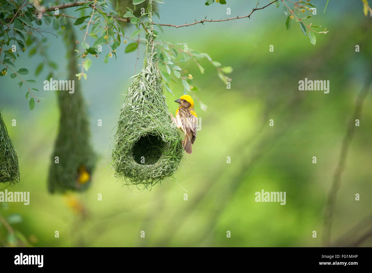 Baya weaver bird ; weaverbird ; Ploceus philippinus ; Baya weaver nest ; hanging retort shaped ...