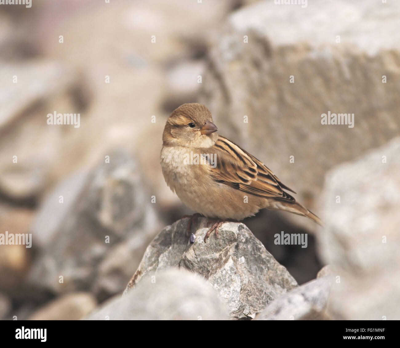 Birds of high altitude hi-res stock photography and images - Alamy