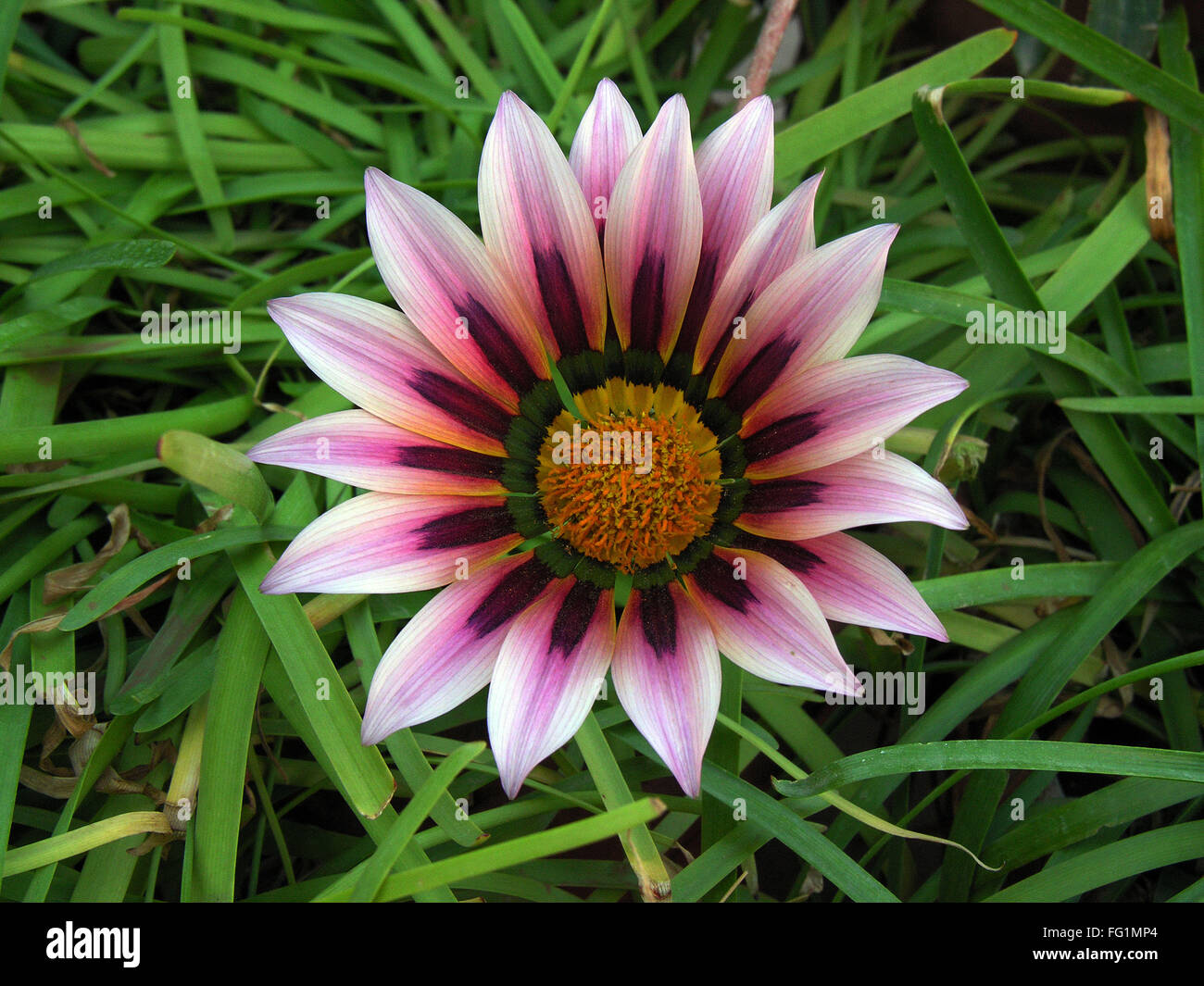 Gajeneya flower on grass background Stock Photo - Alamy
