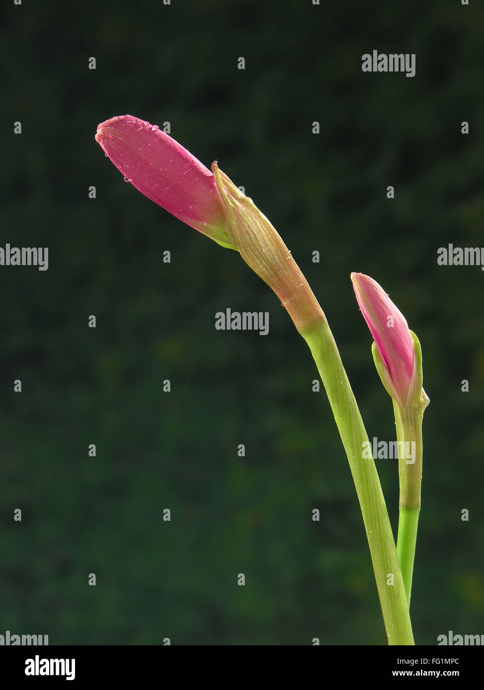 Lily flower buds on black background Stock Photo - Alamy