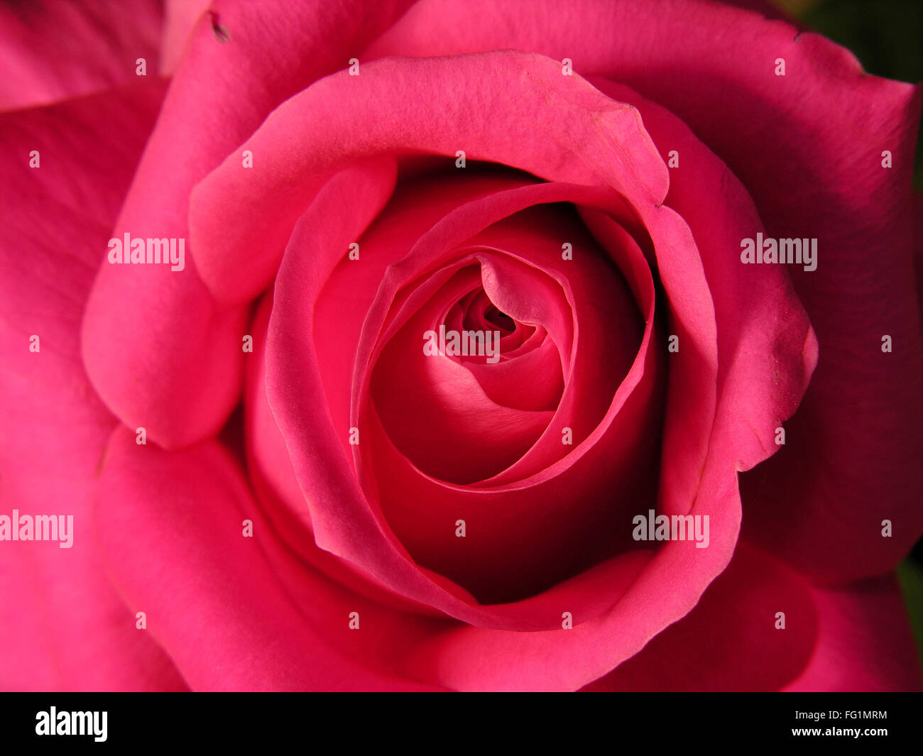 Red rose flower Stock Photo - Alamy