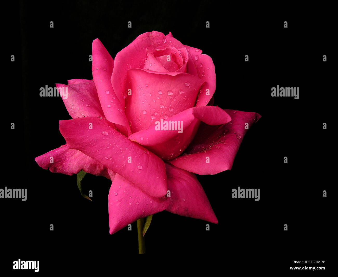Red Roses With Water Drops With Black Background