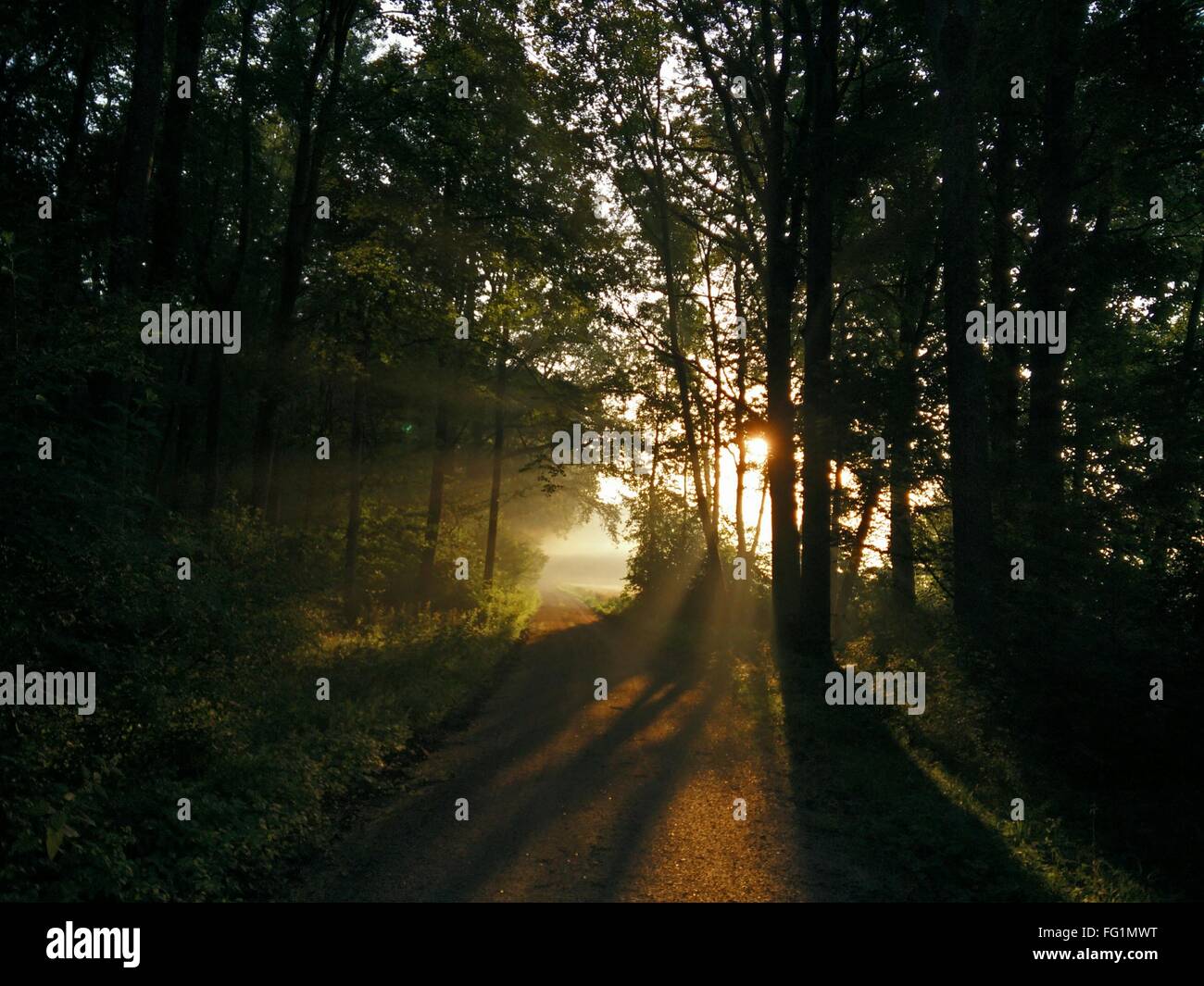 Sunlight shining through forest hi-res stock photography and images - Alamy