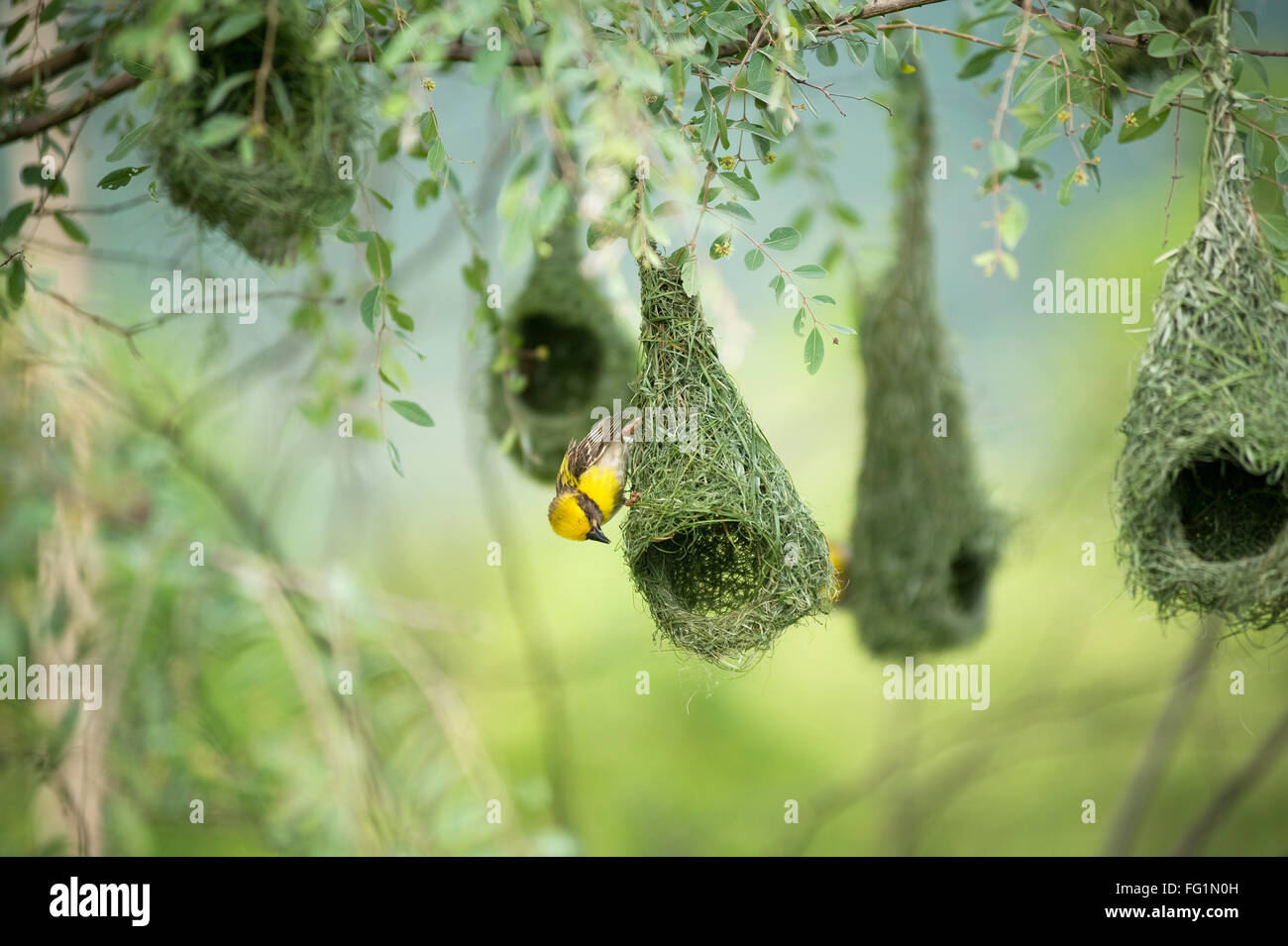 baya weaver nest indian birds wild life india Stock Photo - Alamy