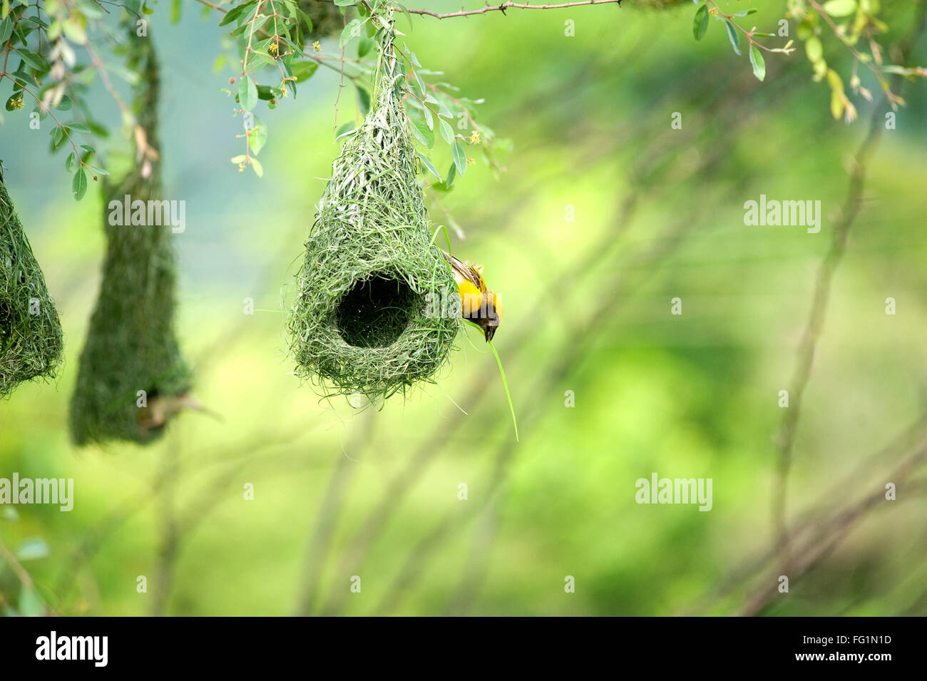 baya weaver nest Indian birds wild life India Stock Photo - Alamy