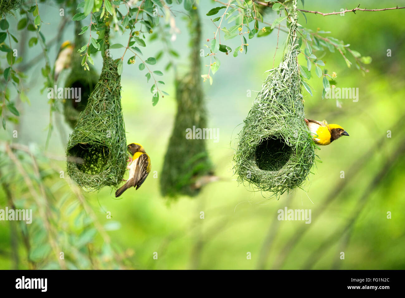 baya weaver nest indian birds wild life india Stock Photo - Alamy