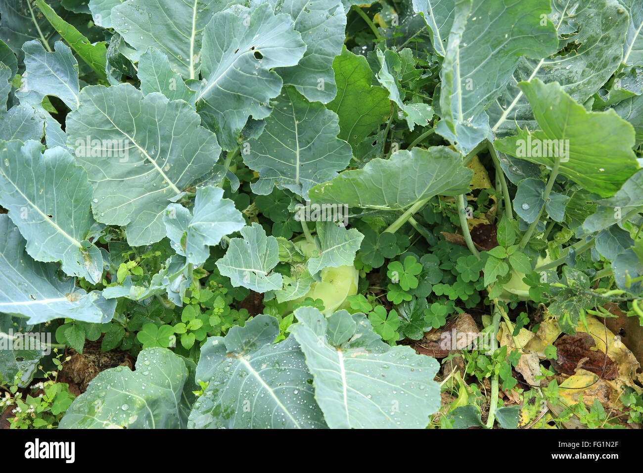 green turnip plants in growth at vegetable garden Stock Photo - Alamy