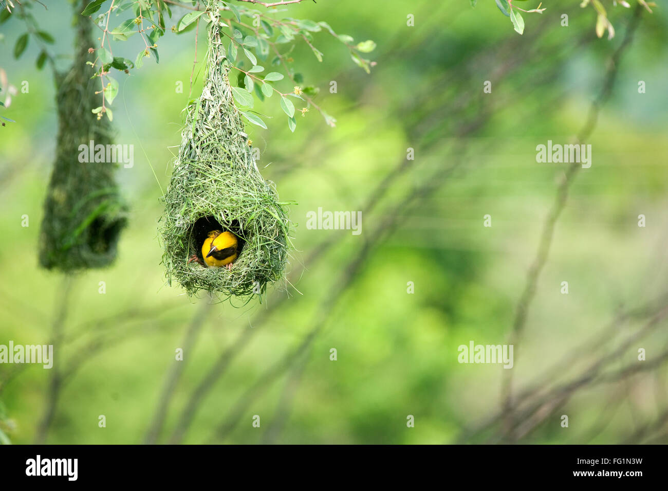 Baya weaver bird nest Stock Photo - Alamy