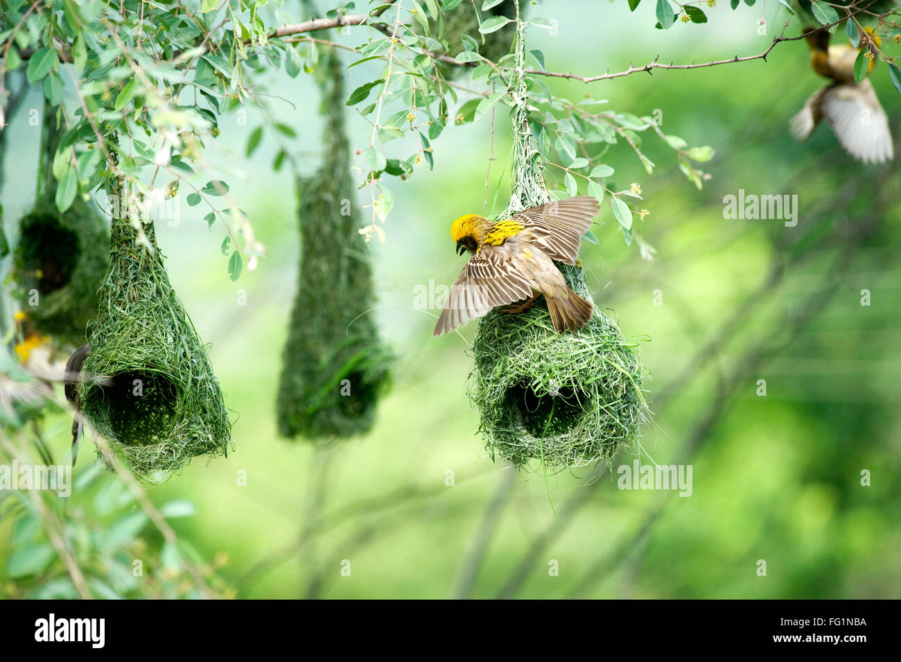 baya weaver nest indian birds wild life india Stock Photo - Alamy
