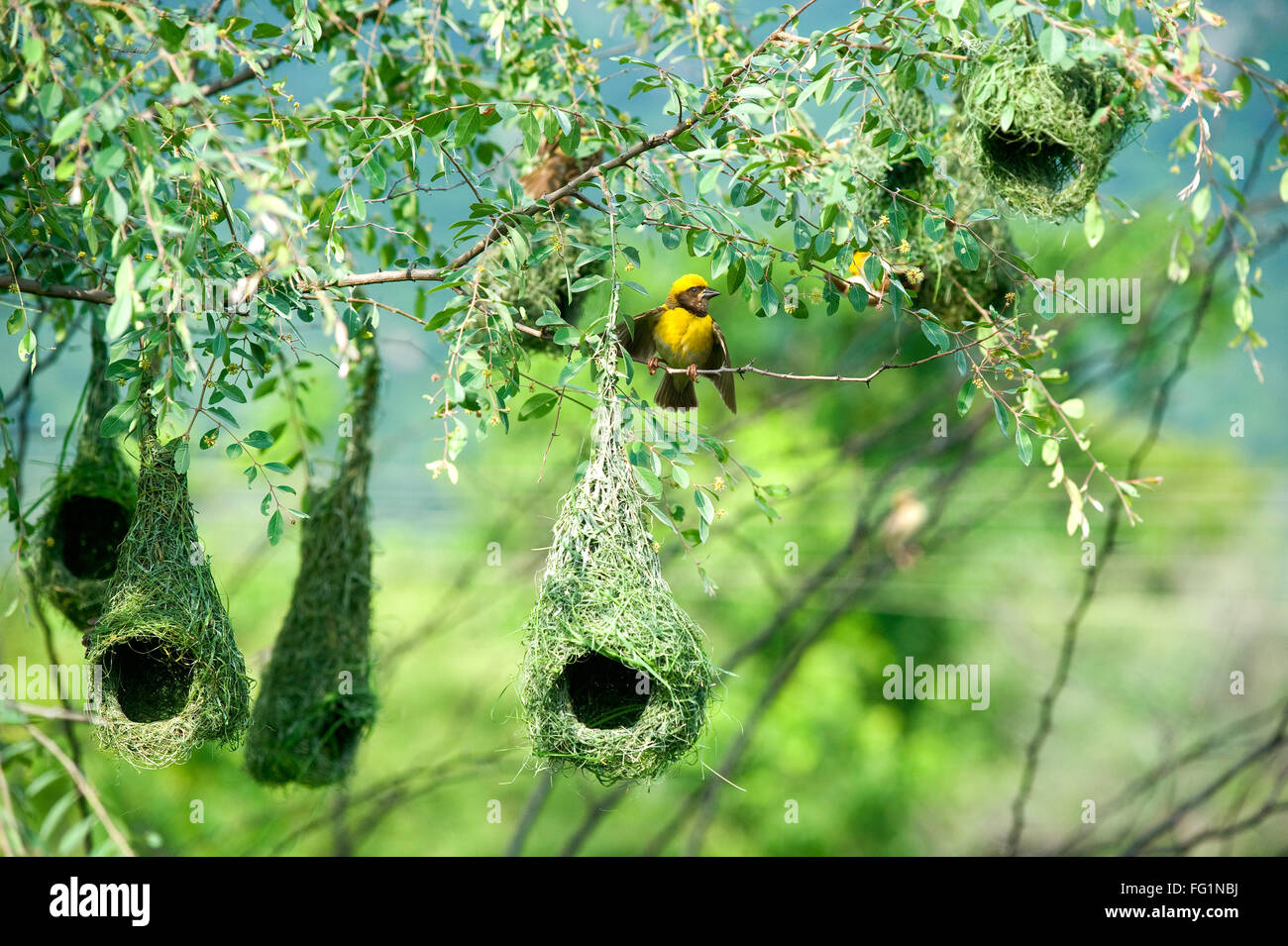 baya weaver nest weaverbird nests Stock Photo - Alamy