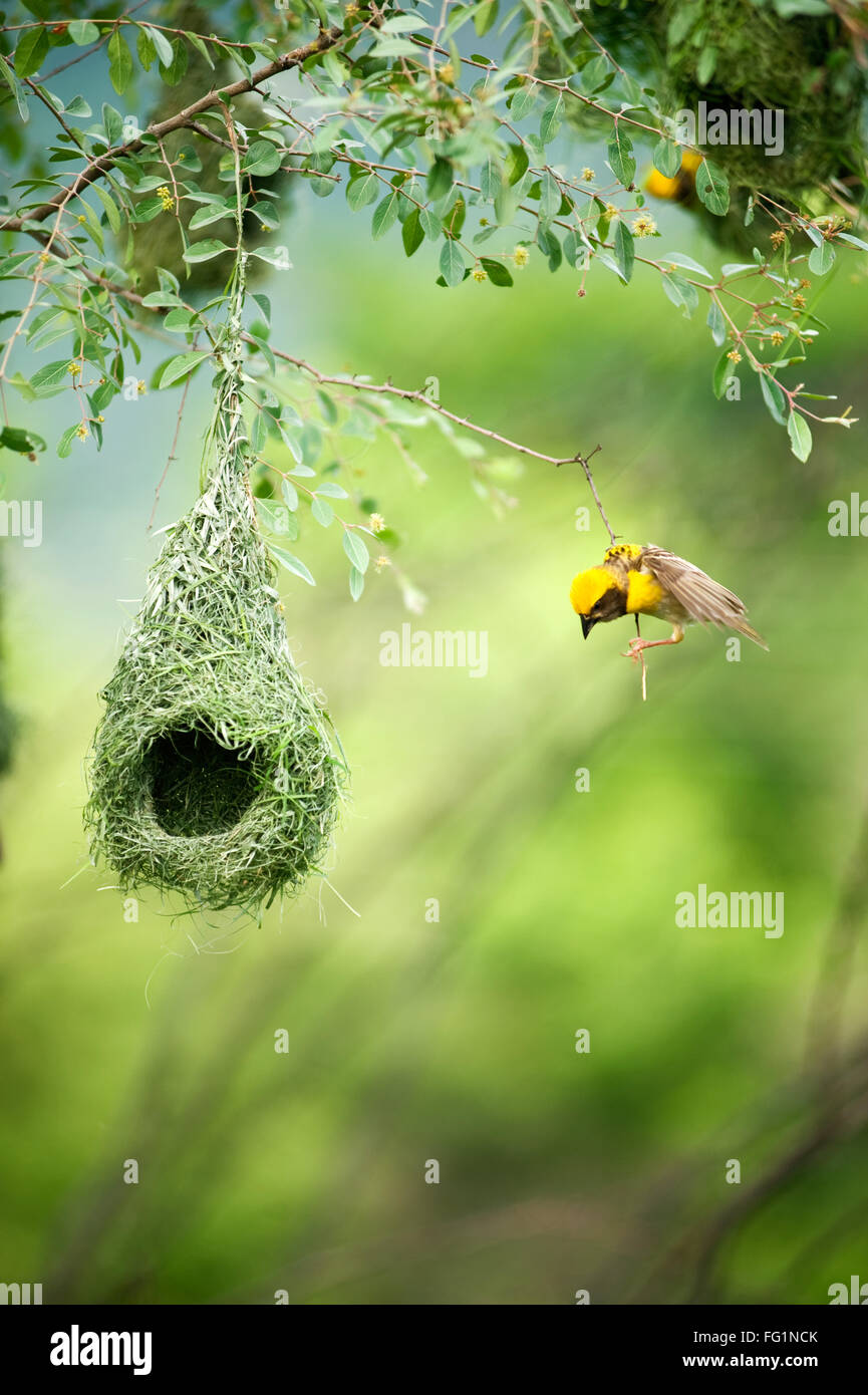 baya weaver nest indian birds wild life india Stock Photo - Alamy