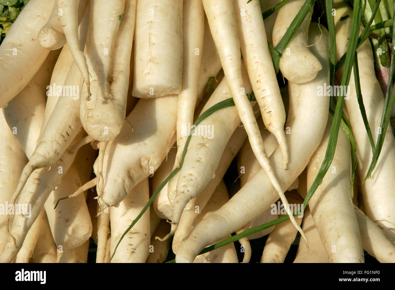 Vegetable white radish used for green salad or separate dish Stock ...