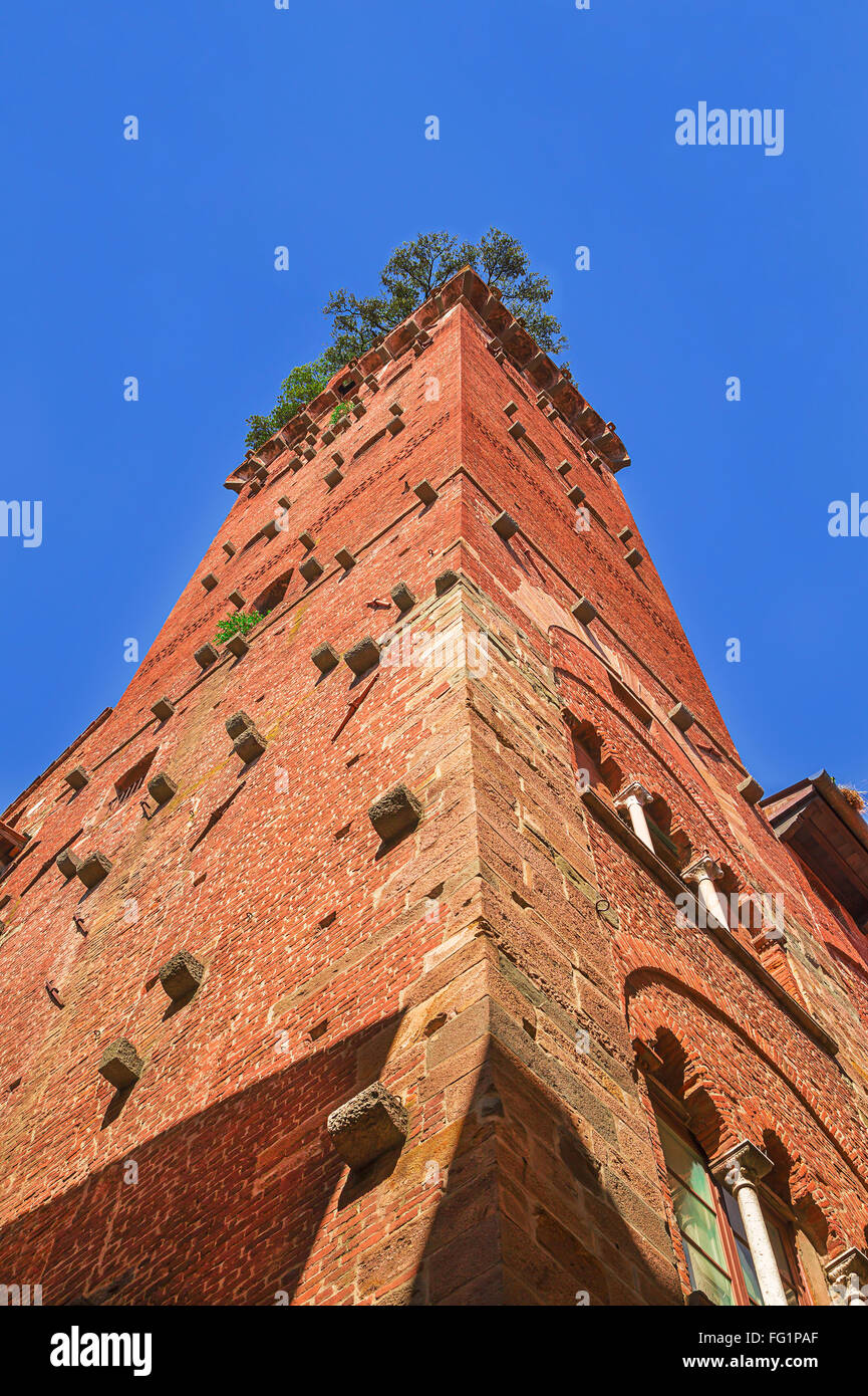 Guinigi Tower facade ,famous monument in the historical center of Lucca ...