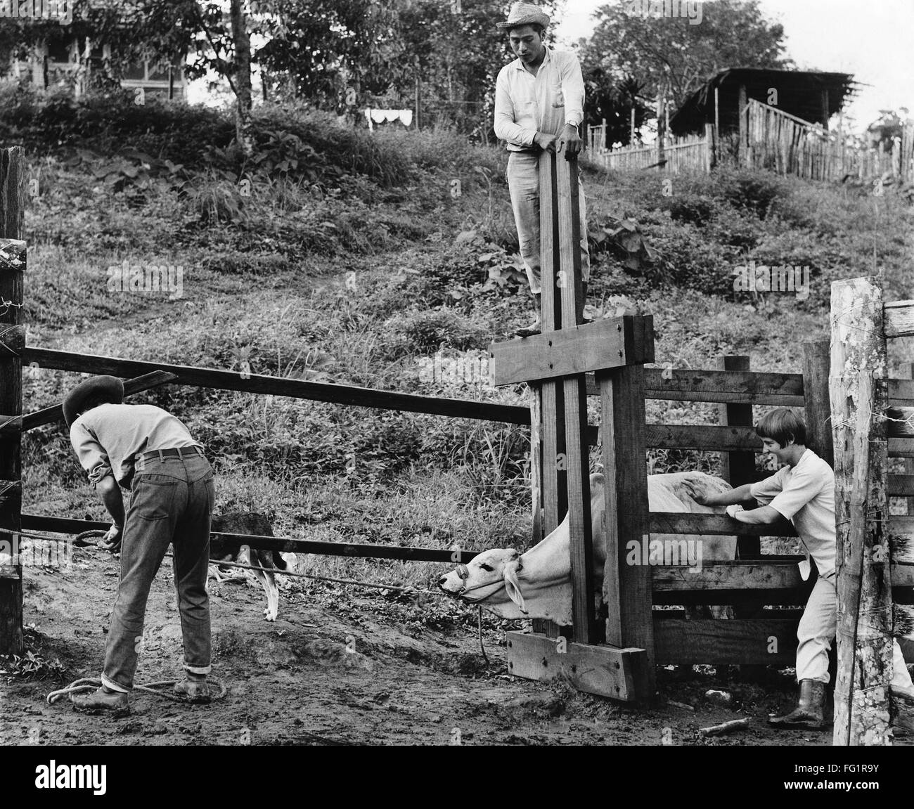 ECUADOR, 1968. /nPeace Corps volunteers Dick and Sharon Gray preparing ...
