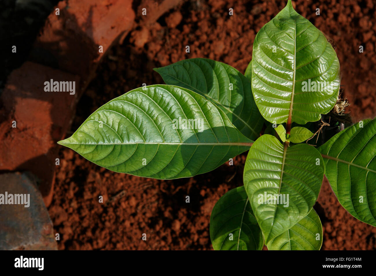 Ayurvedic medicinal plant scientific anthocephalus cadamba miq ...