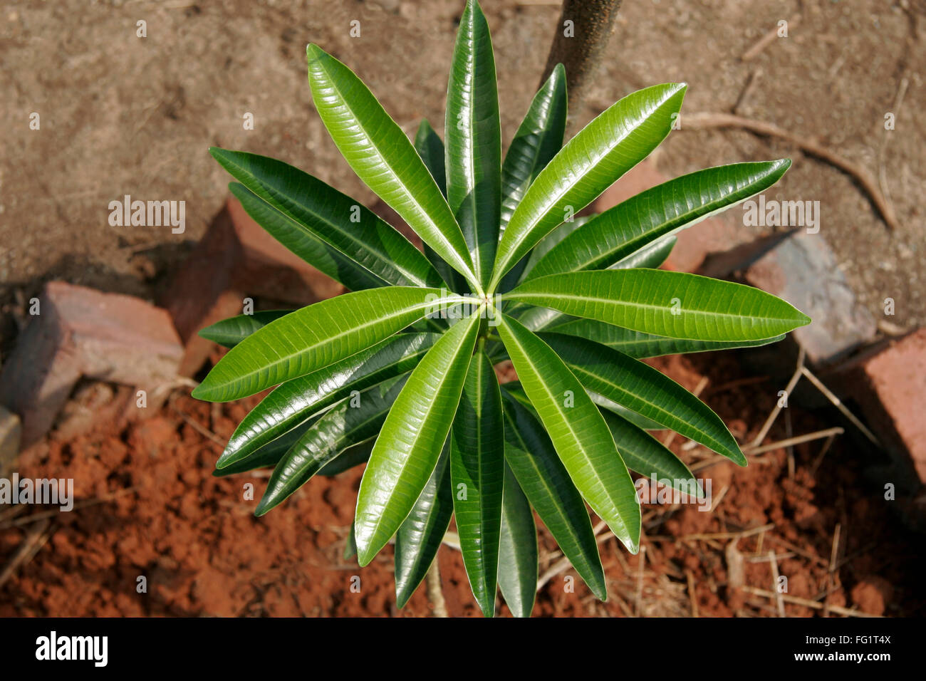 Ayurvedic medicinal plant Scientific name alstonia scholaris R Br ...