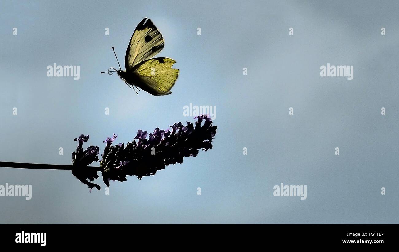 Landing butterfly hi-res stock photography and images - Alamy