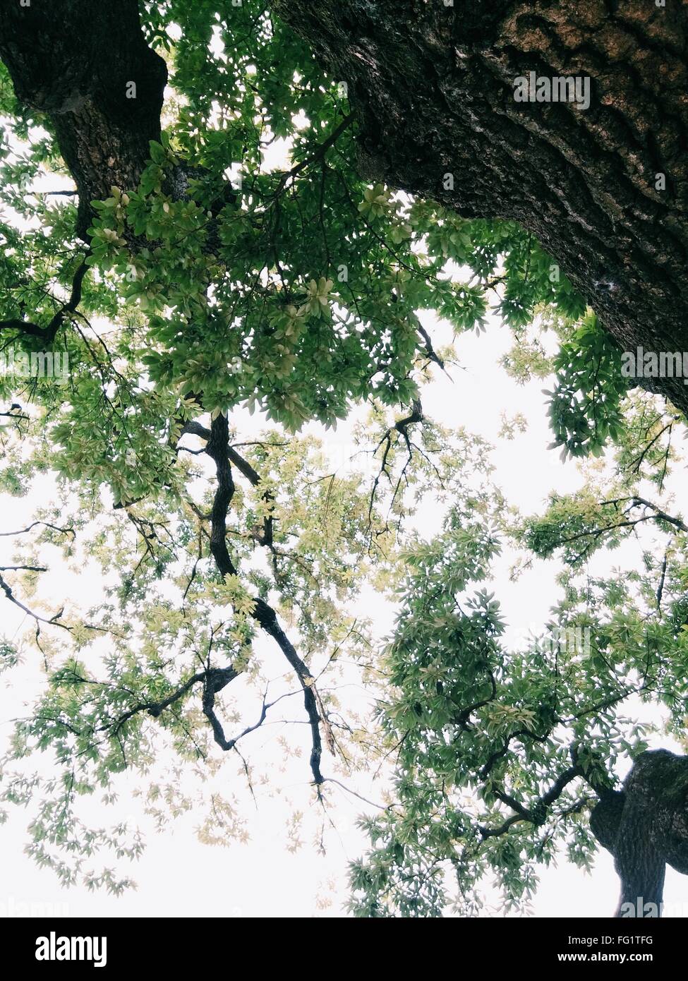 Tall oak tree hi-res stock photography and images - Alamy