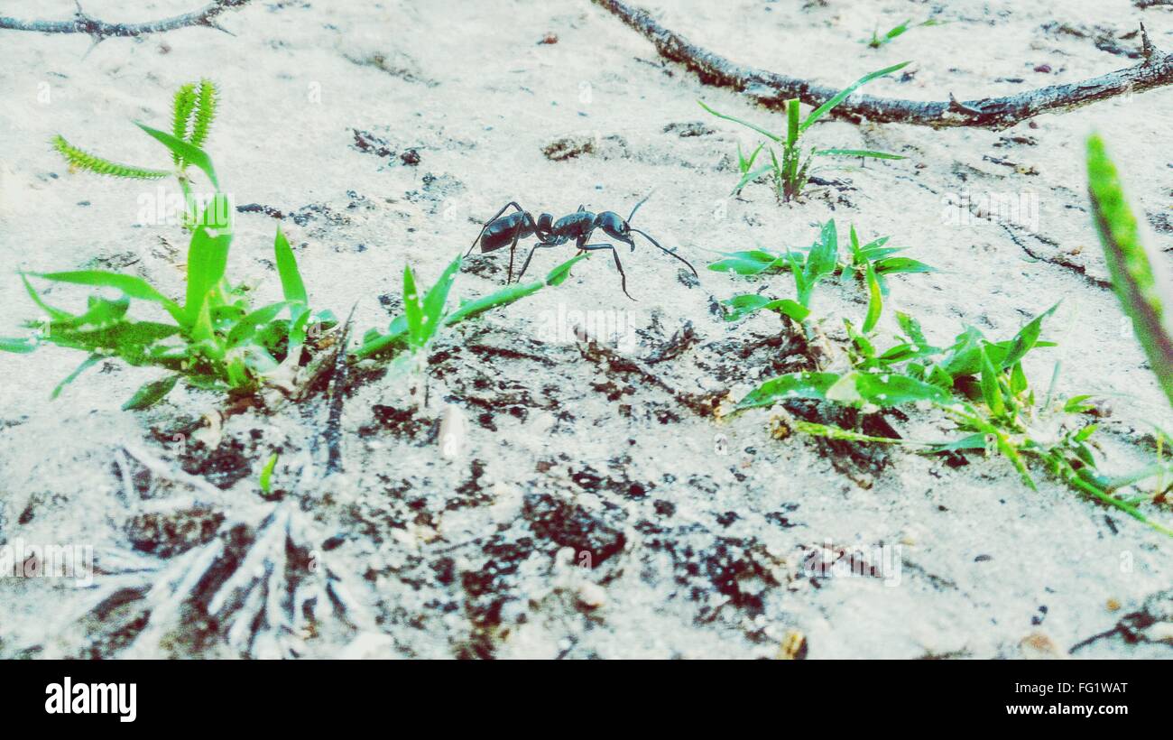 Ant on sand hi-res stock photography and images - Alamy