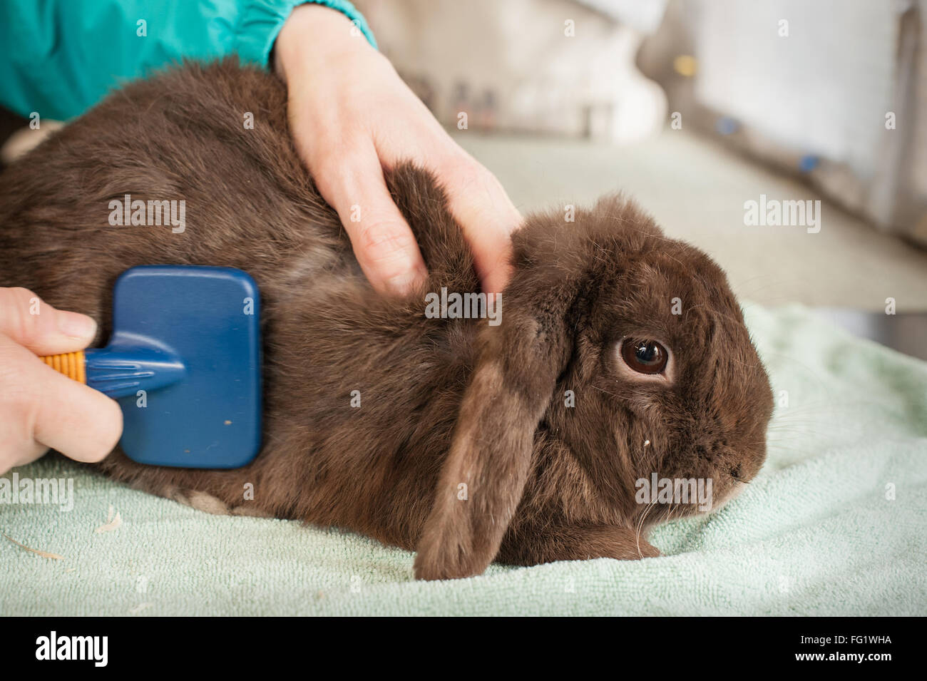 Brushing ears hi-res stock photography and images - Alamy