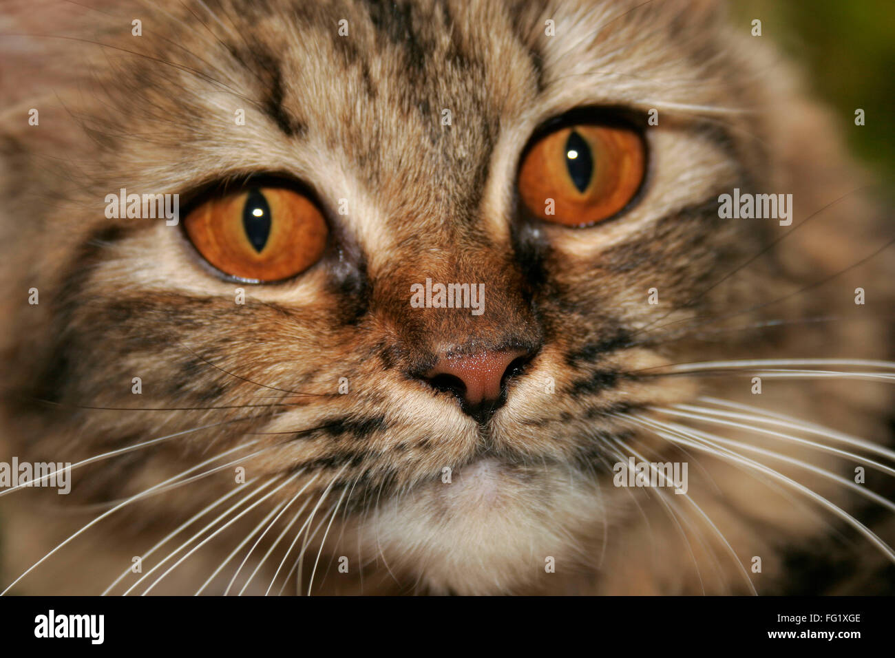Fierce cat hi-res stock photography and images - Alamy