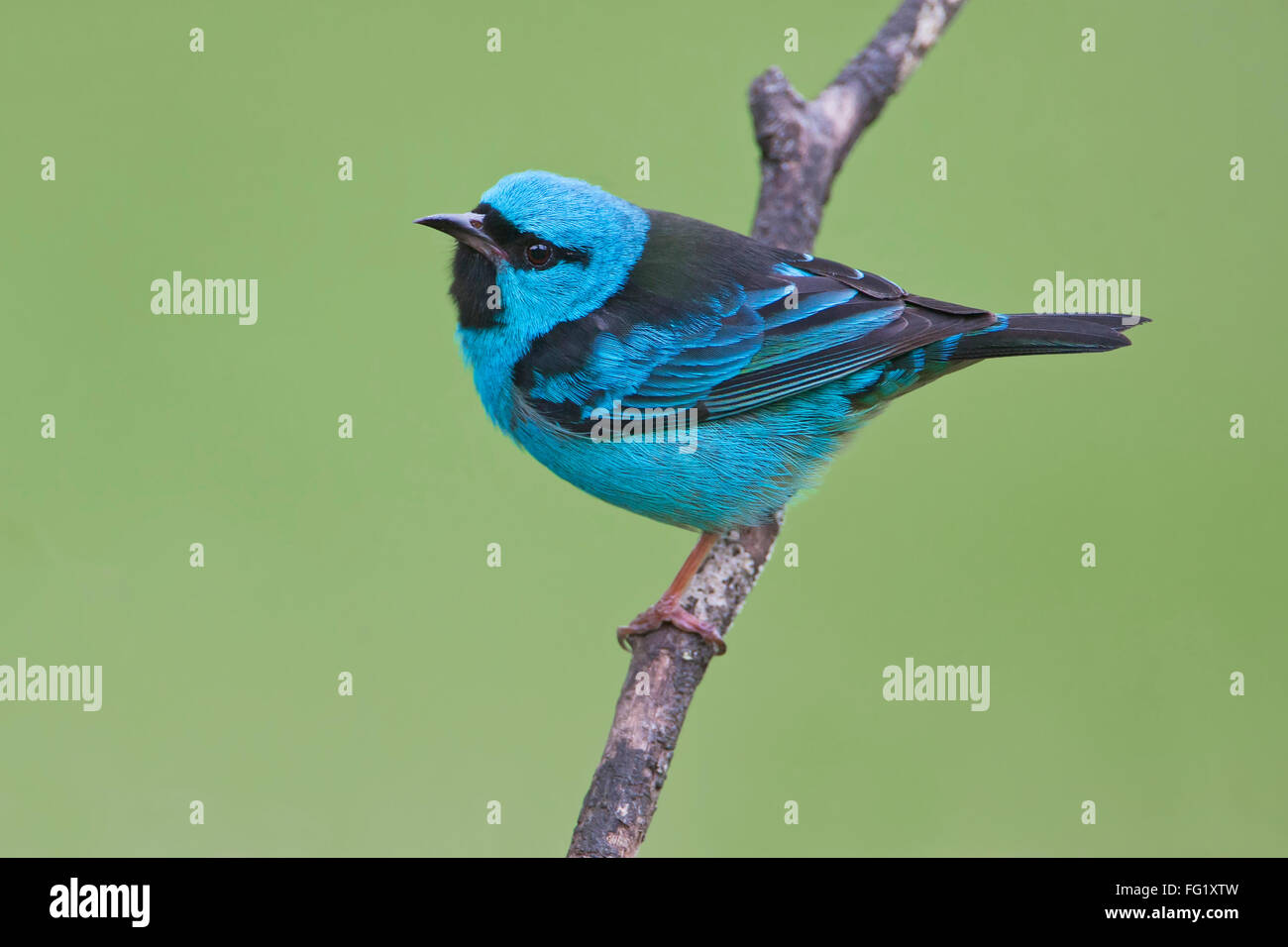 Blue Dacnis (Dacnis cayana) male sitting on small branch, Itanhaem ...