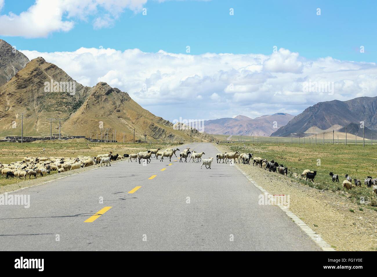 Sheep crossing road hi-res stock photography and images - Alamy
