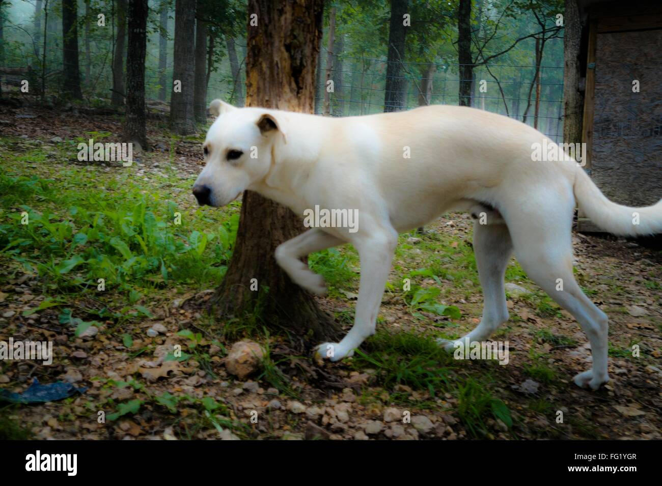 Stray Dog Walking In Forest Stock Photo - Alamy