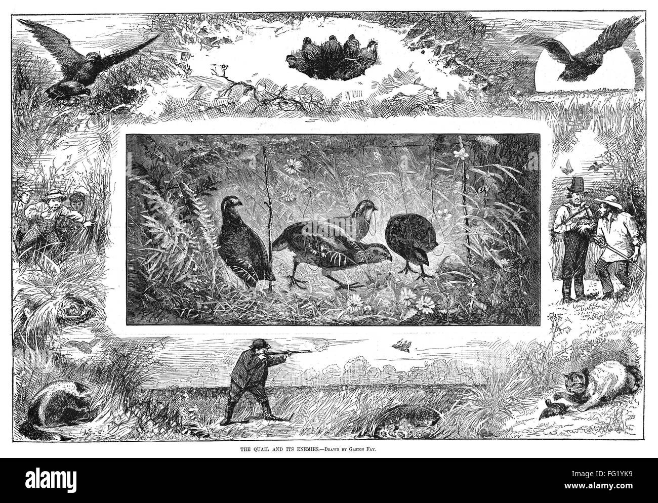 QUAIL HUNTING, 1880. /n'The Quail and Its Enemies.' Quail encountering ...