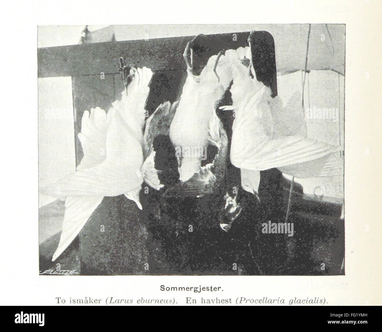 This Norwegian book recounts the Fram expedition to the Arctic Ocean ...