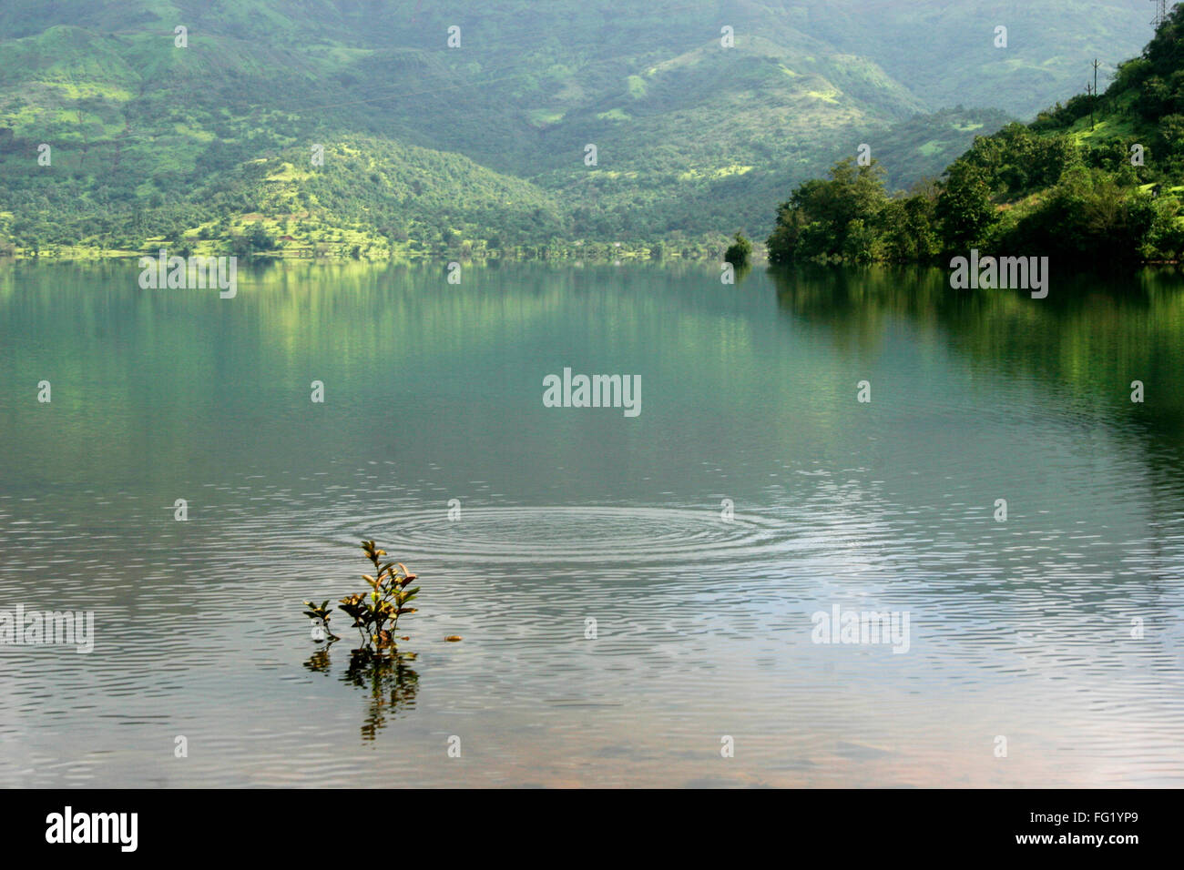 Small tender plant and big round ripple in Mulshi Lake , Pune ...