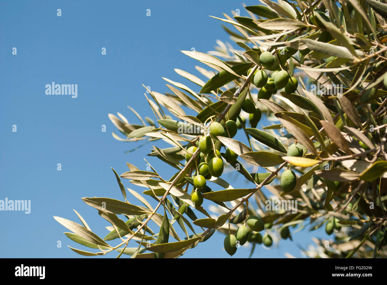 olive tree detail Stock Photo - Alamy