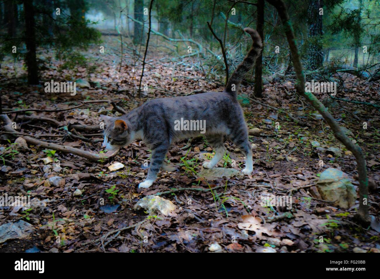 Domestic Cat Standing Side View High Resolution Stock Photography and ...