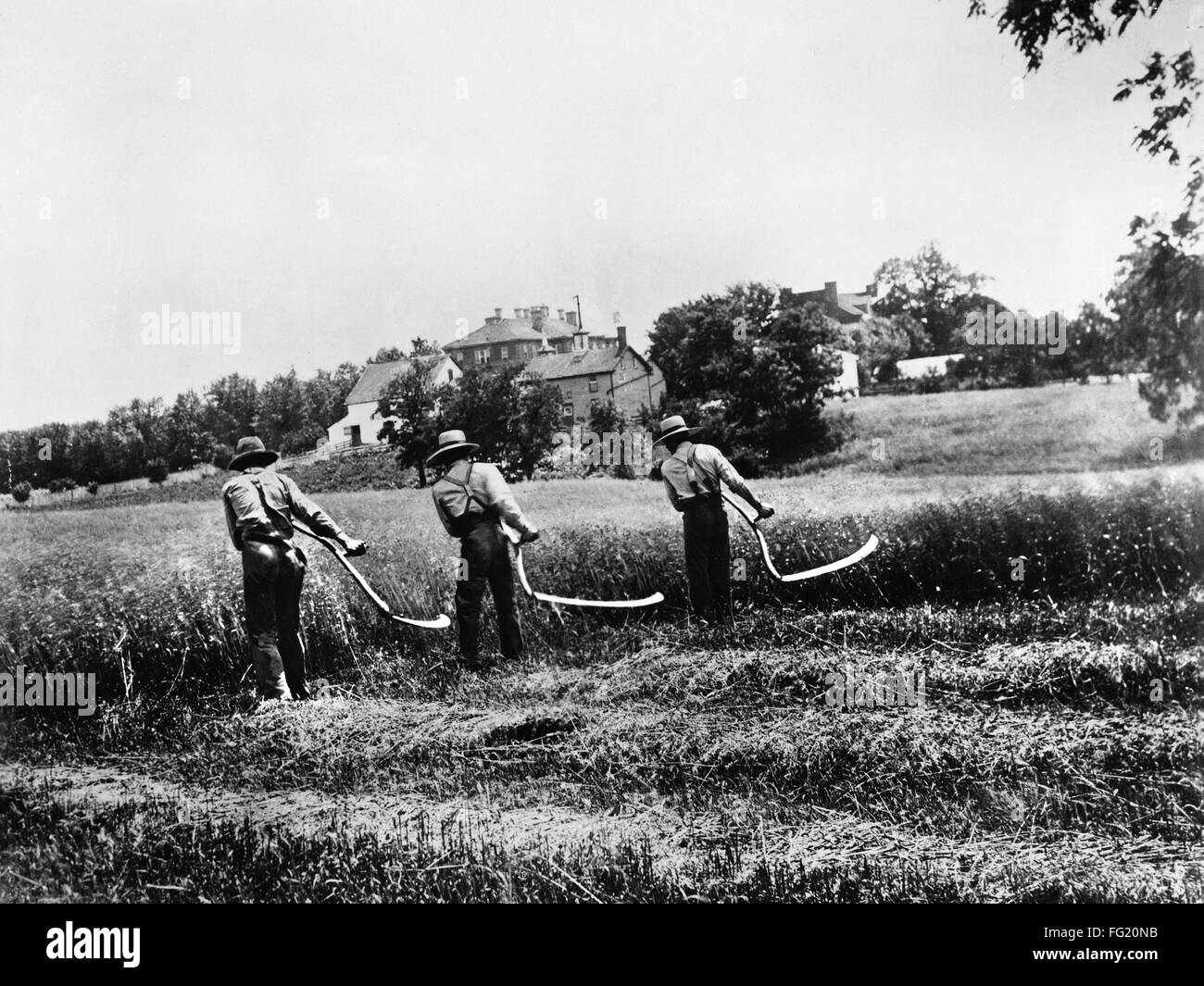 FARMING: SCYTHES. /nAmerican farmers cutting grain with scythes ...