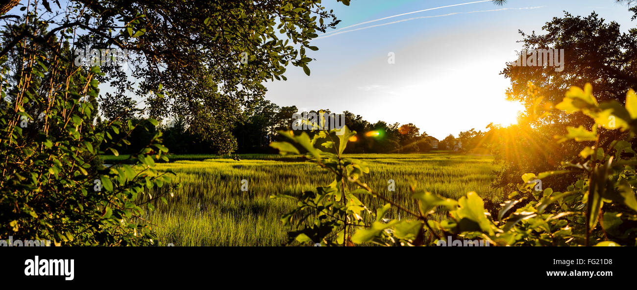 Marsh setting hi-res stock photography and images - Alamy