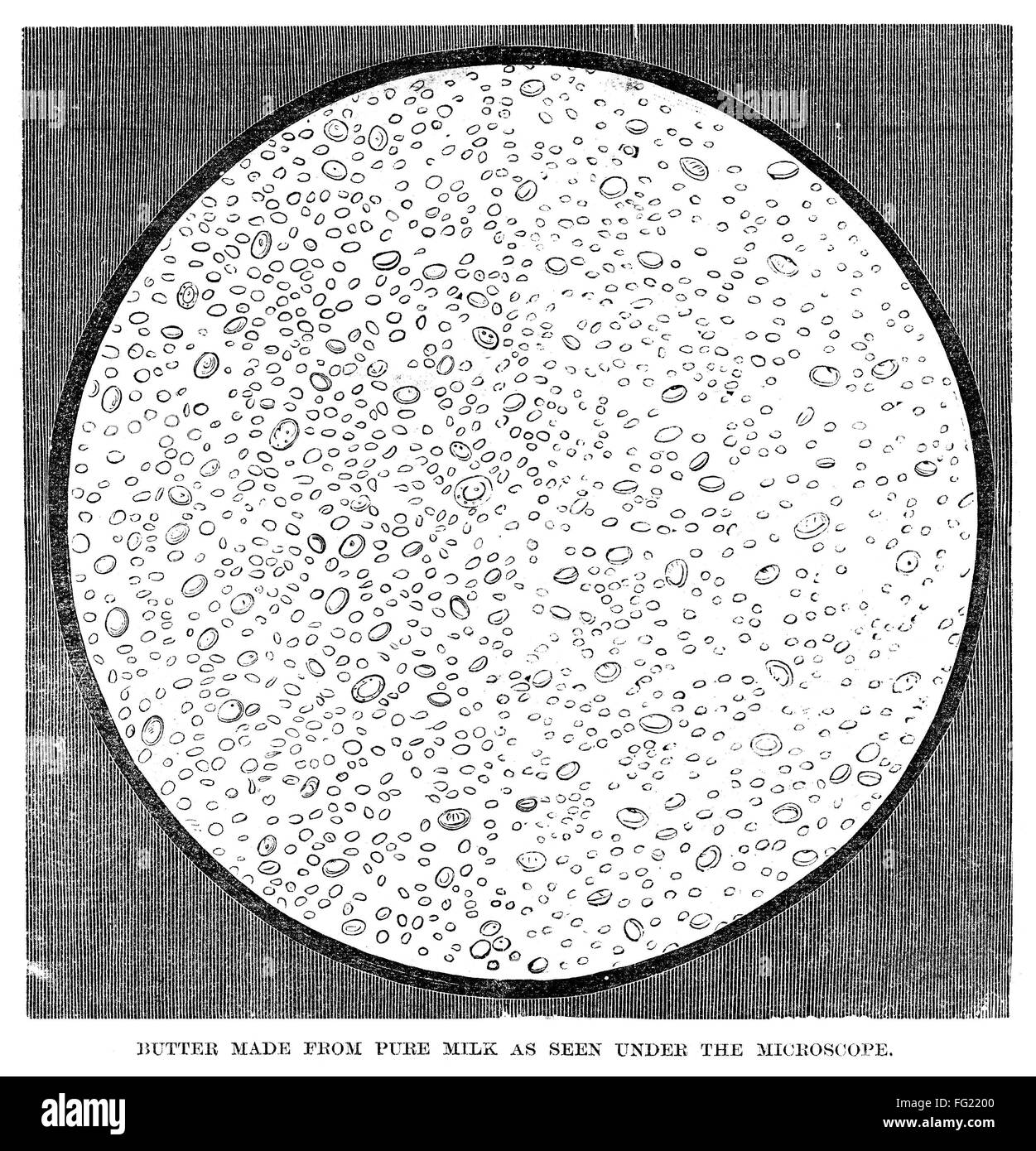 BUTTER, 1884. /n'Butter made from pure milk as seen under the ...