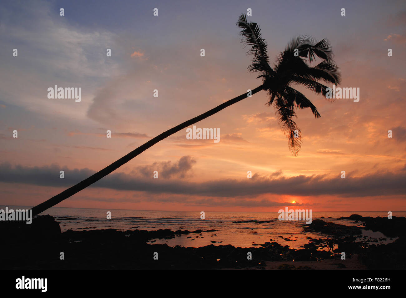 Goa Coconut Tree High Resolution Stock Photography and Images - Alamy