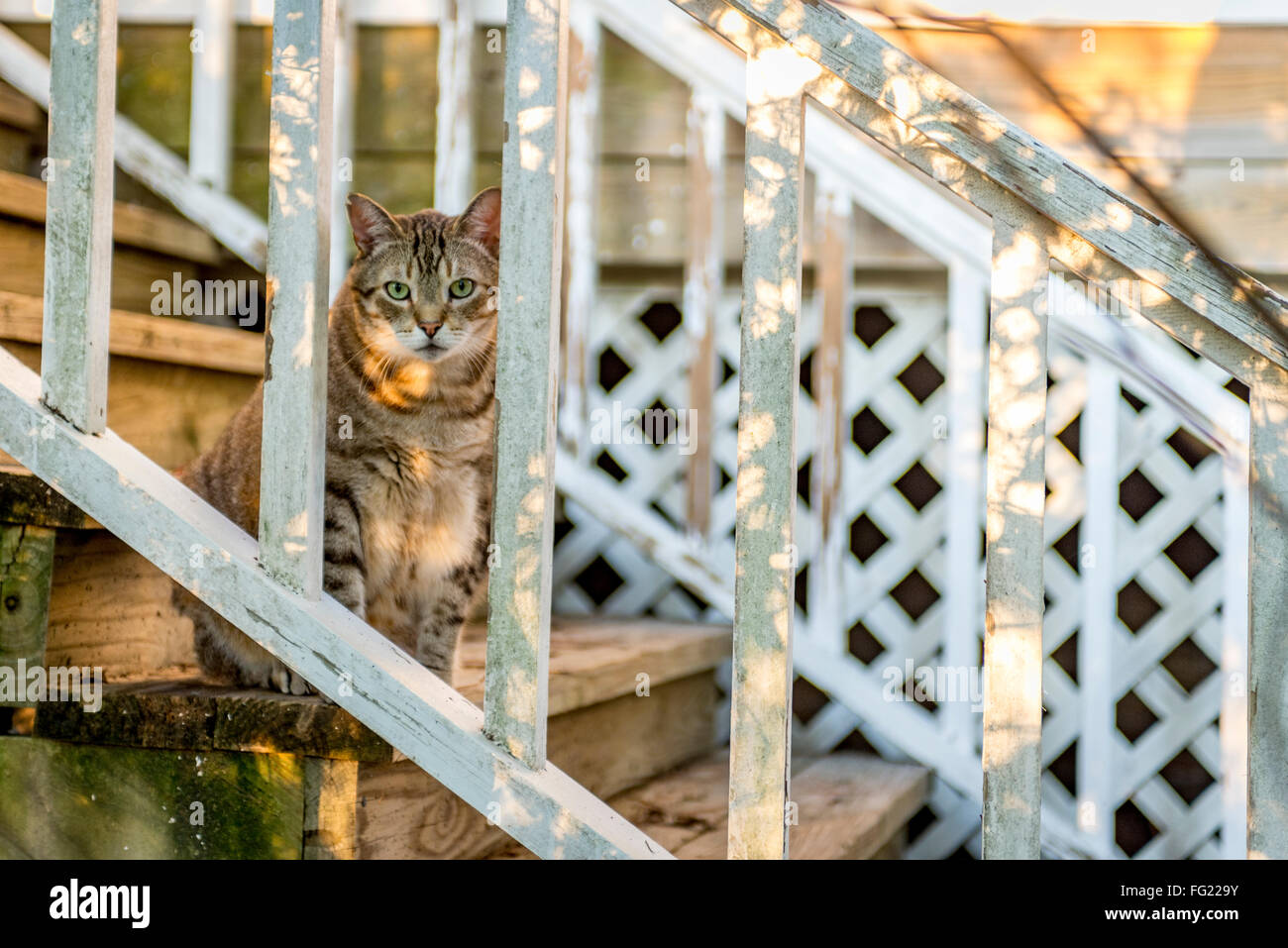 A fat gray tomcat looks through the rails of a banister Stock Photo - Alamy